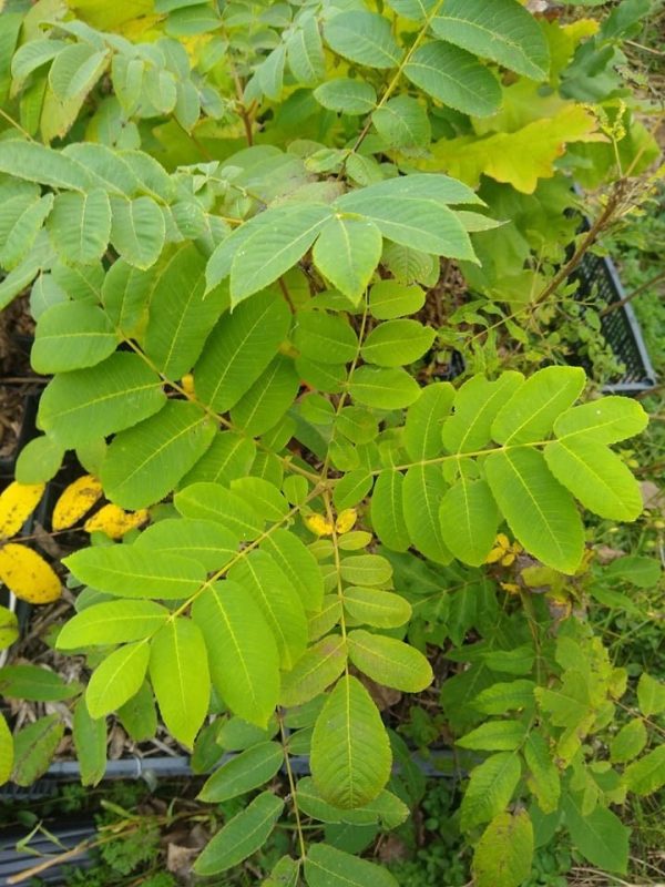 Heartnut, Juglans ailantifolia var. cordiformis Zones 4-9 – Perennial ...