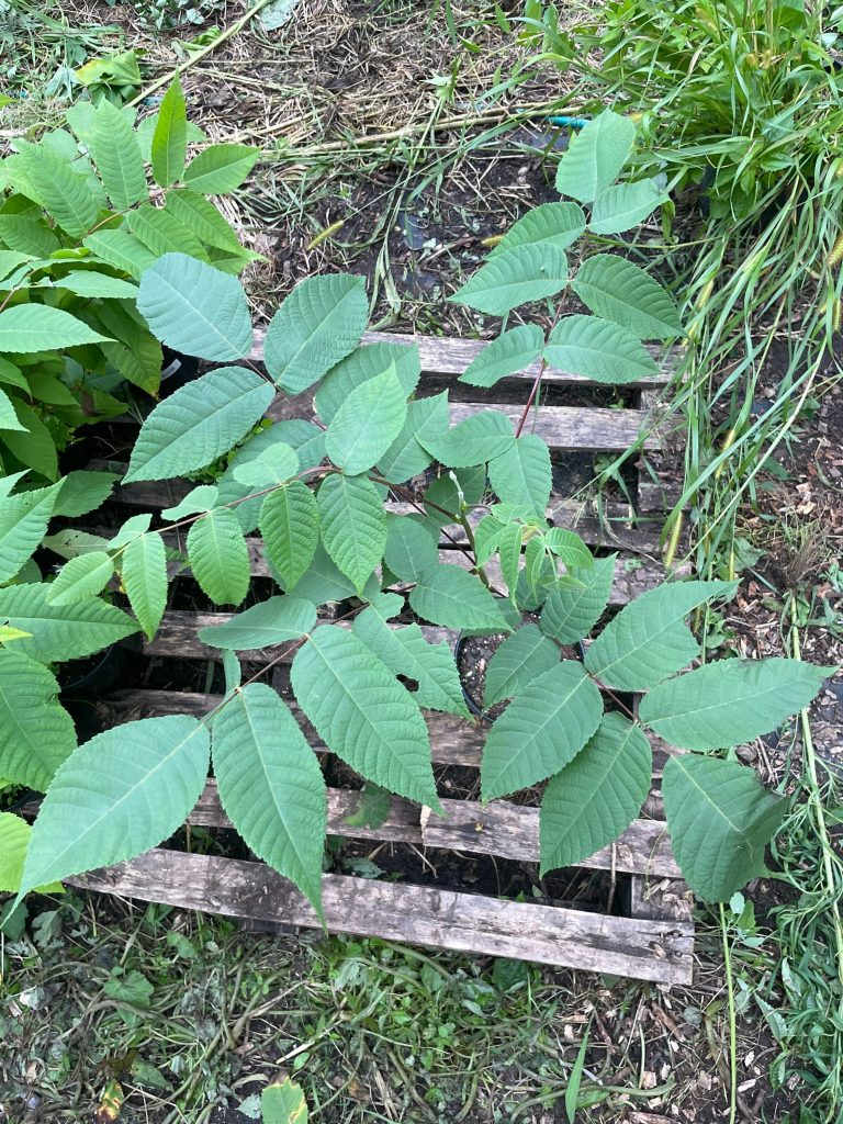 Butternut, Juglans cinerea Zones 3-8 – Perennial Crops Nursery